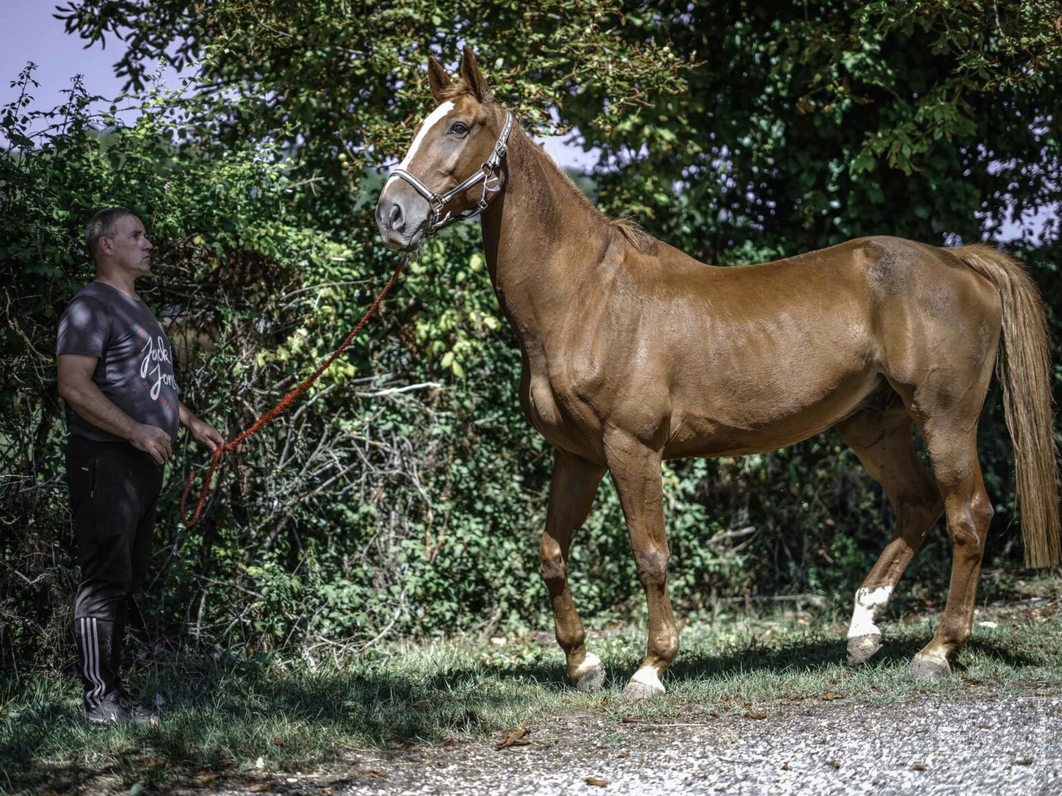 Centre équitation - Les Écuries de la Burgue - Tarn